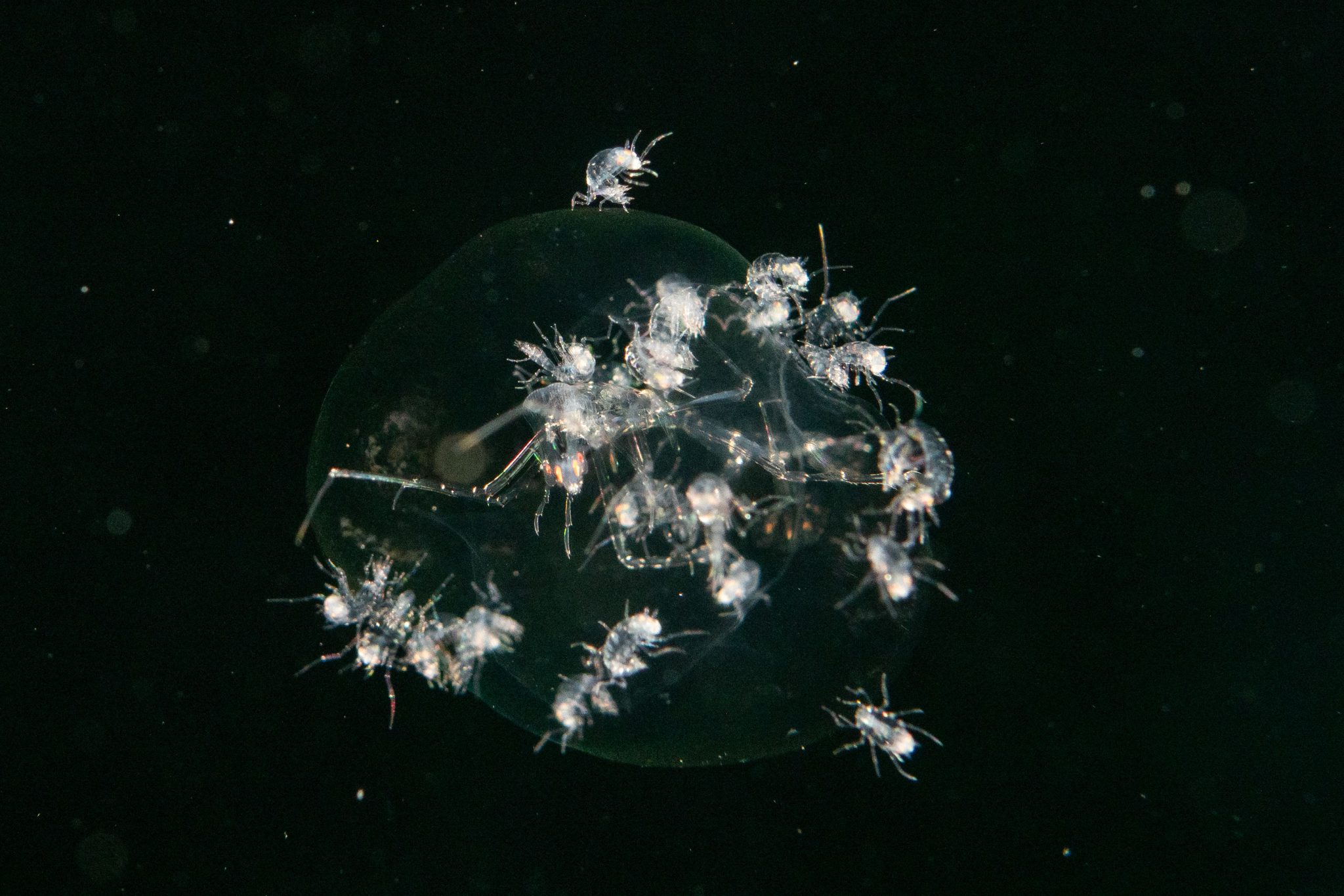 スタッフブログ-ダイビングは沖縄・久米島のダイビングショップ、DIVE ESTIVANT（ダイブ エスティバン）へ